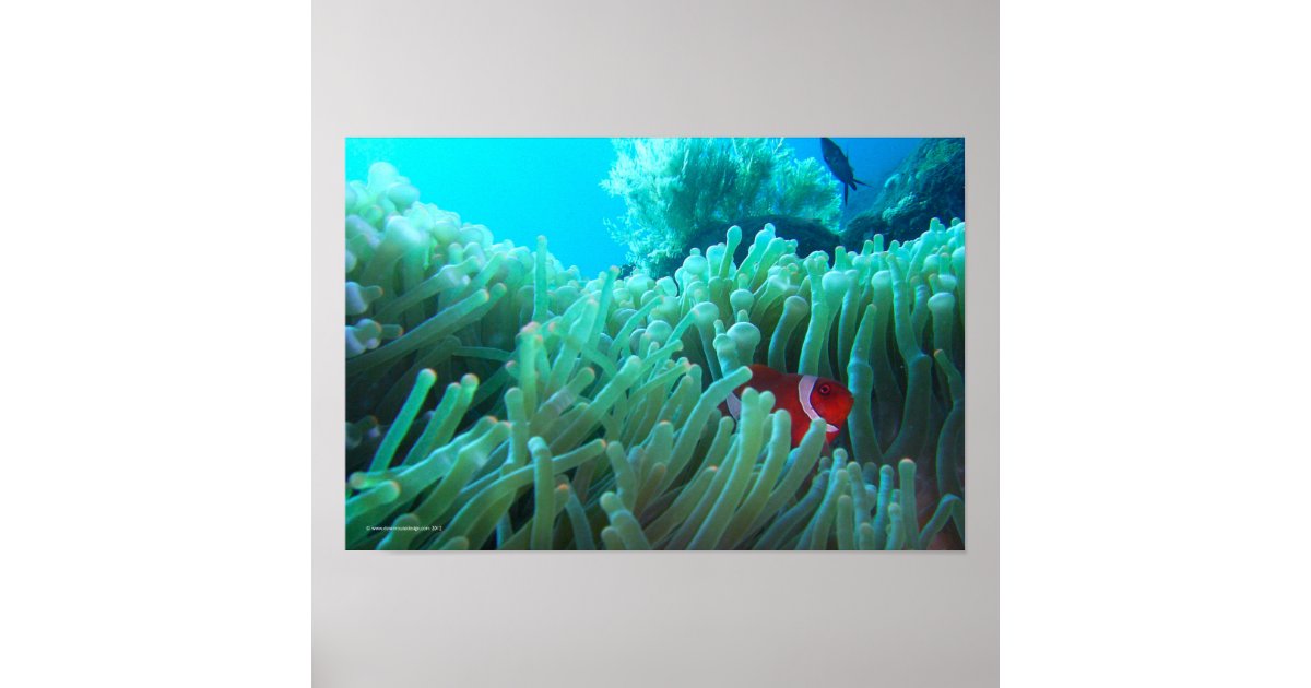 Finding Nemo Poster | Zazzle
