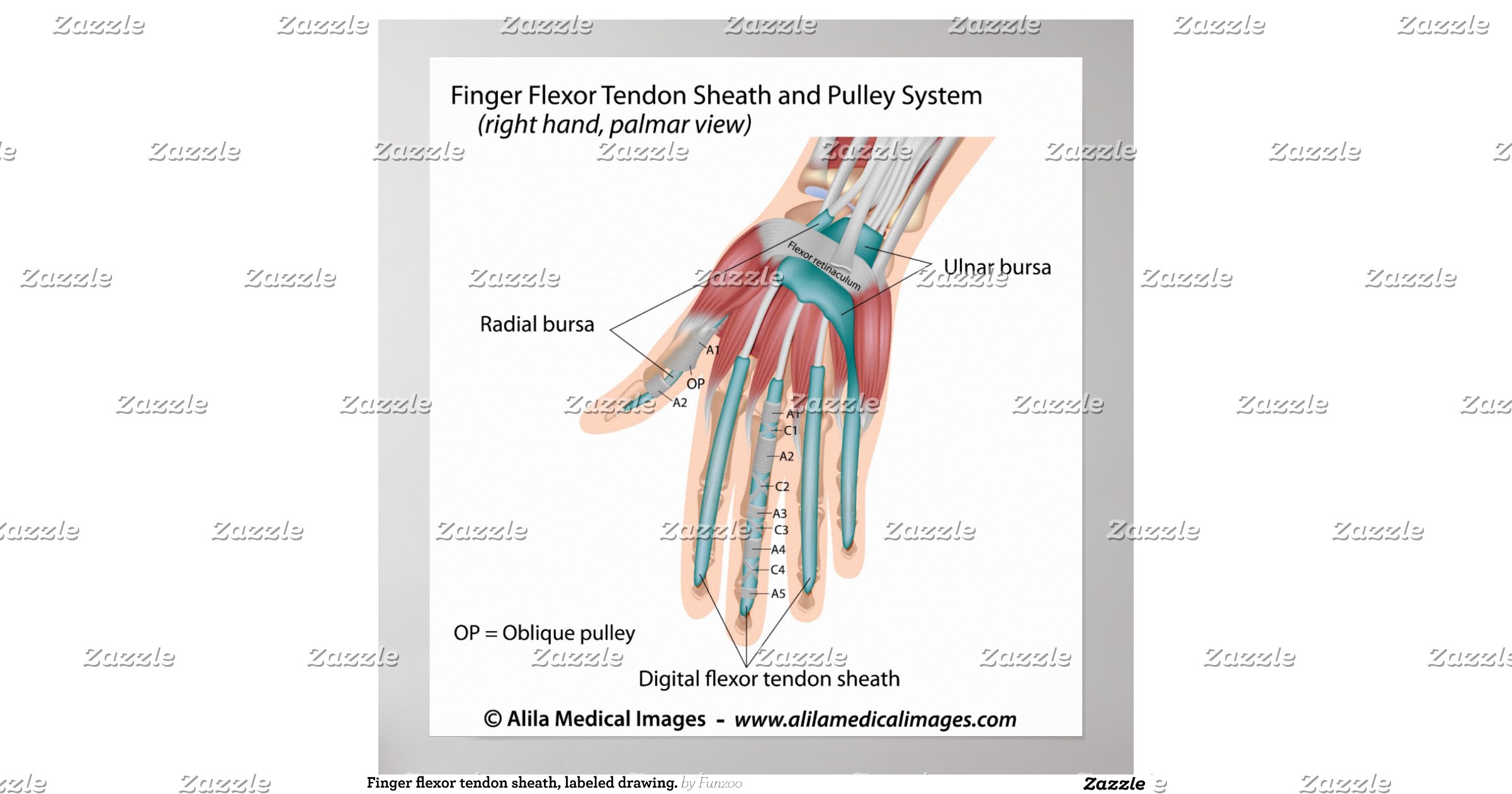 finger_flexor_tendon_sheath_labeled_drawing_poster ...