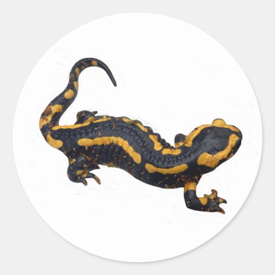 Fire Salamander Sticker | Zazzle.com