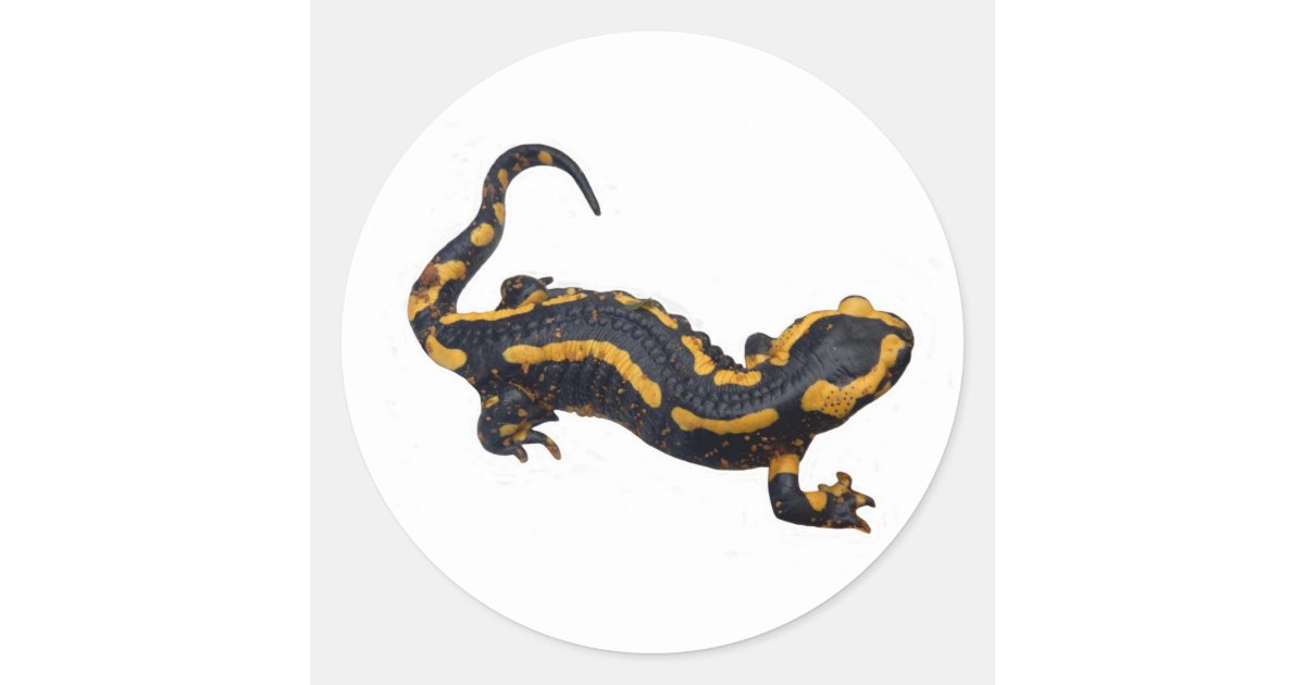 Fire Salamander Sticker | Zazzle