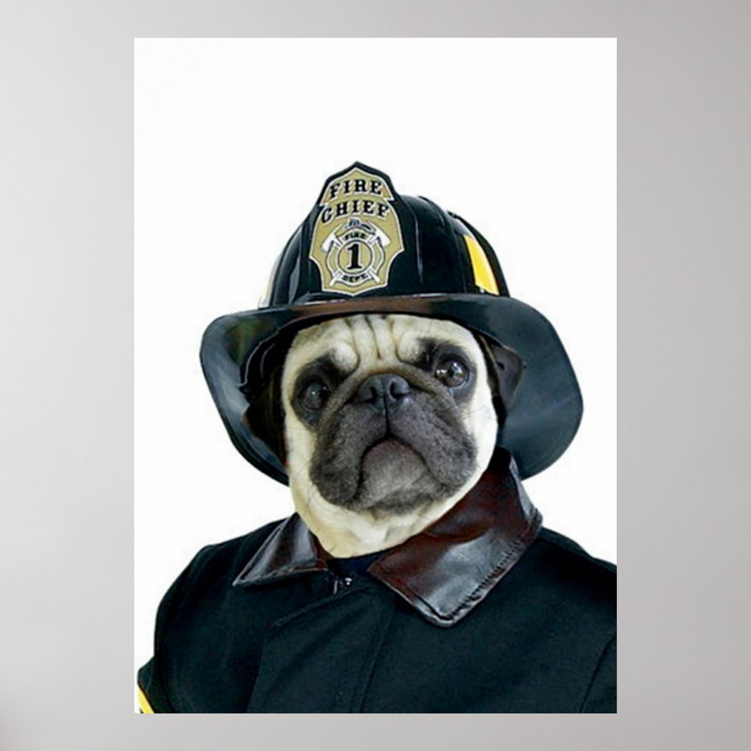 Fireman Pug poster | Zazzle