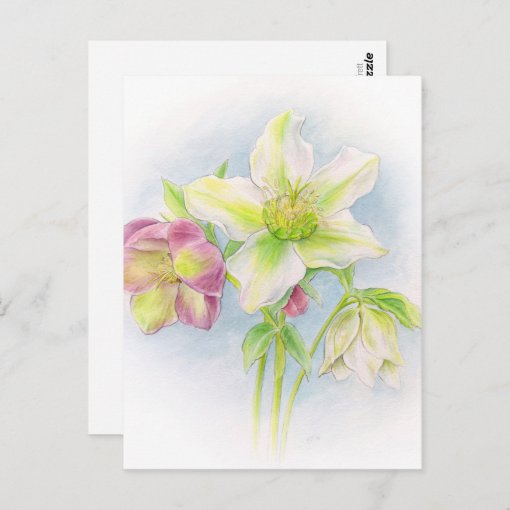 First signs of spring hellebores watercolor postcard | Zazzle