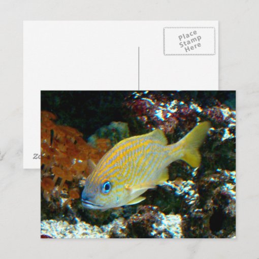 fish 2 Postcard | Zazzle