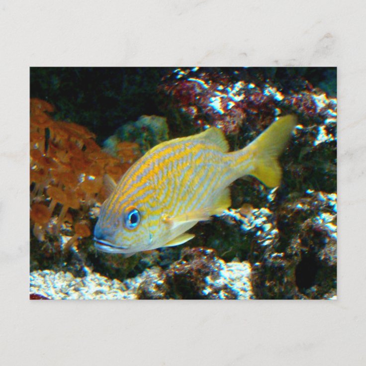 fish 2 Postcard | Zazzle