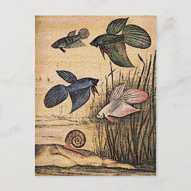 Fish Art Postcard | Zazzle