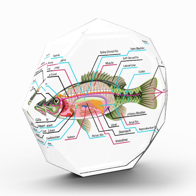 Fish Internal Organs