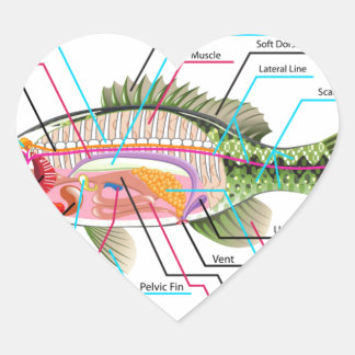 Fish Heart Diagram