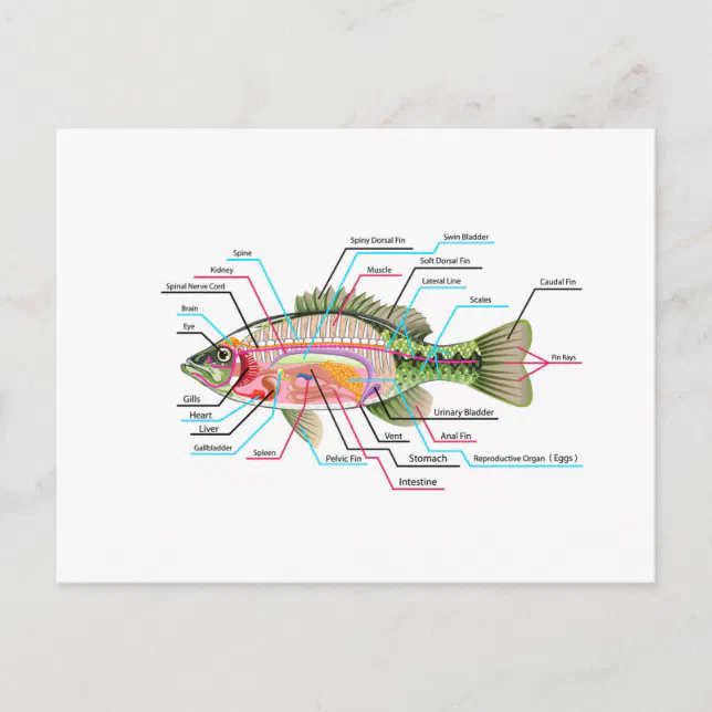 Fish internal organs Vector Art diagram Anatomy Postcard | Zazzle