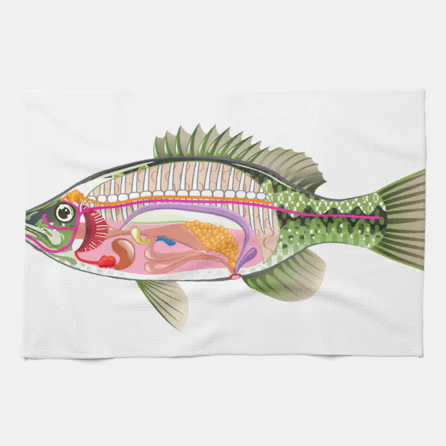 Fish internal organs Vector Art diagram Anatomy Towel | Zazzle