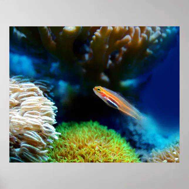 Fish Poster | Zazzle