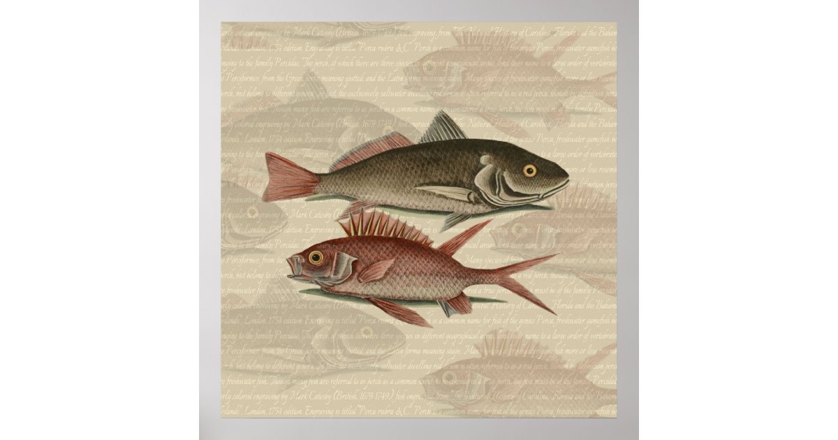 Fish Red Perch Fisherman Art Poster | Zazzle