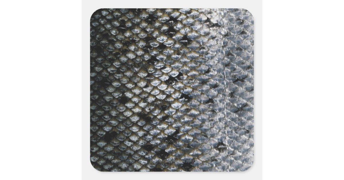 Fish Scales Square Sticker | Zazzle