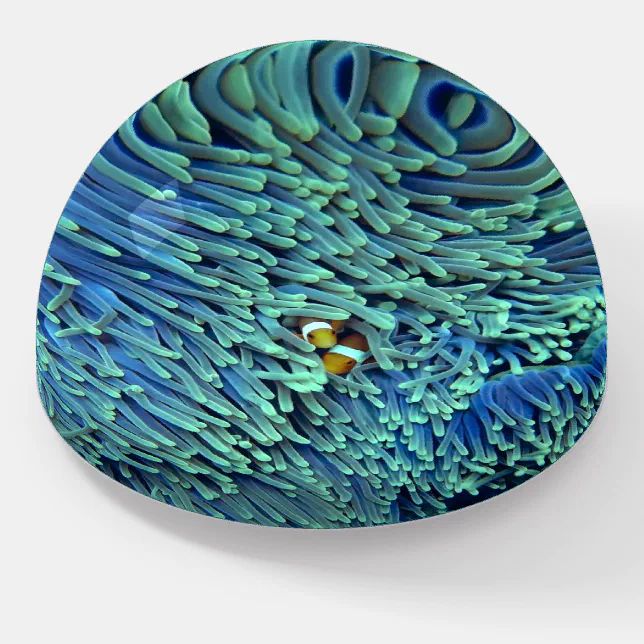Fish Sea Themed Ocean Paper Weight | Zazzle