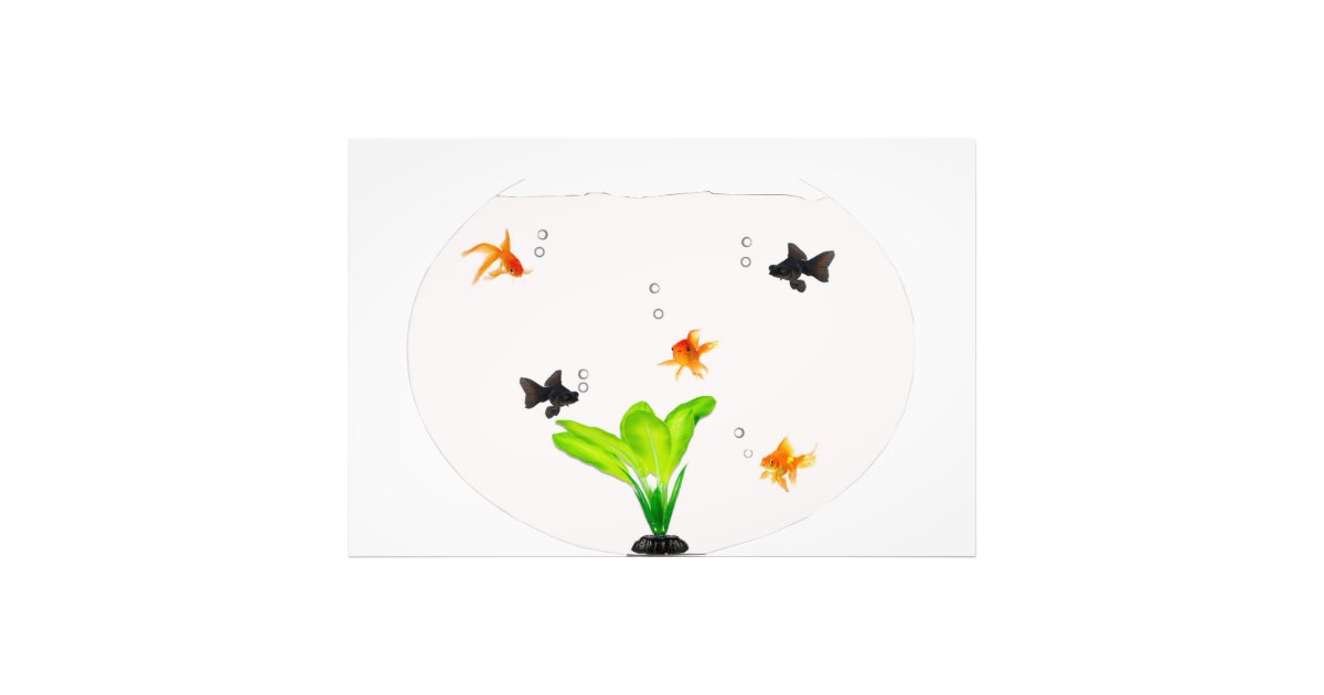 Fishbowl Photo Print | Zazzle