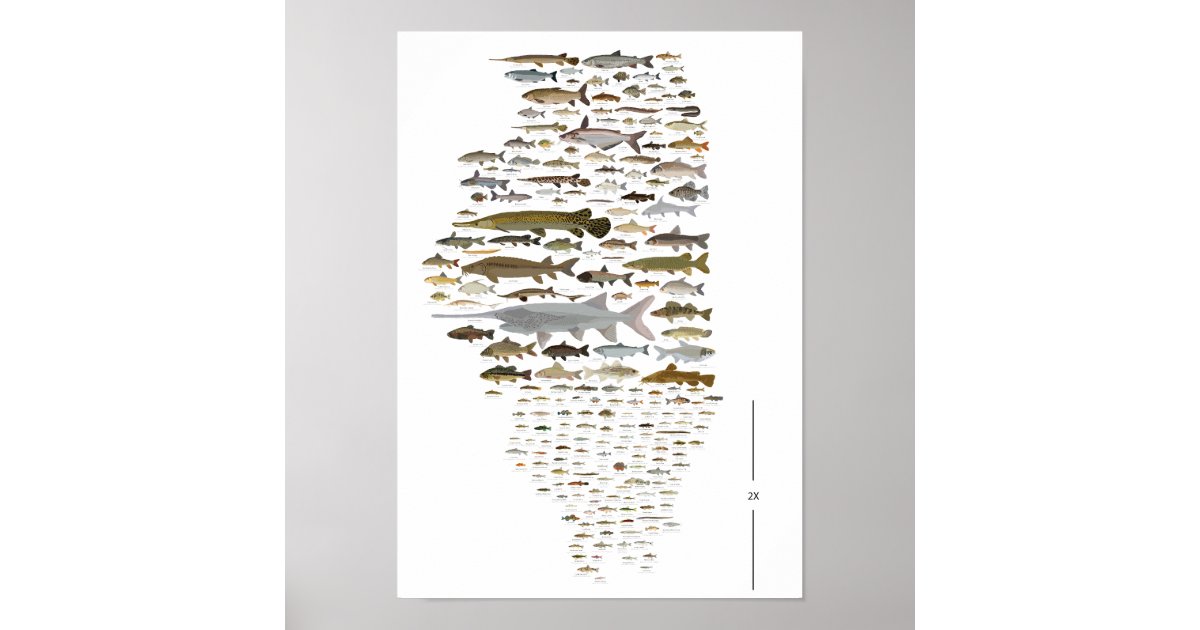 Fishes of Illinois Poster | Zazzle