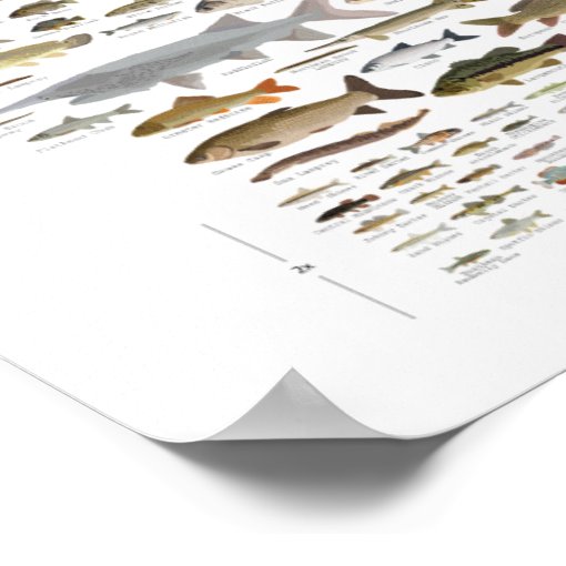 Fishes of Minnesota Poster | Zazzle