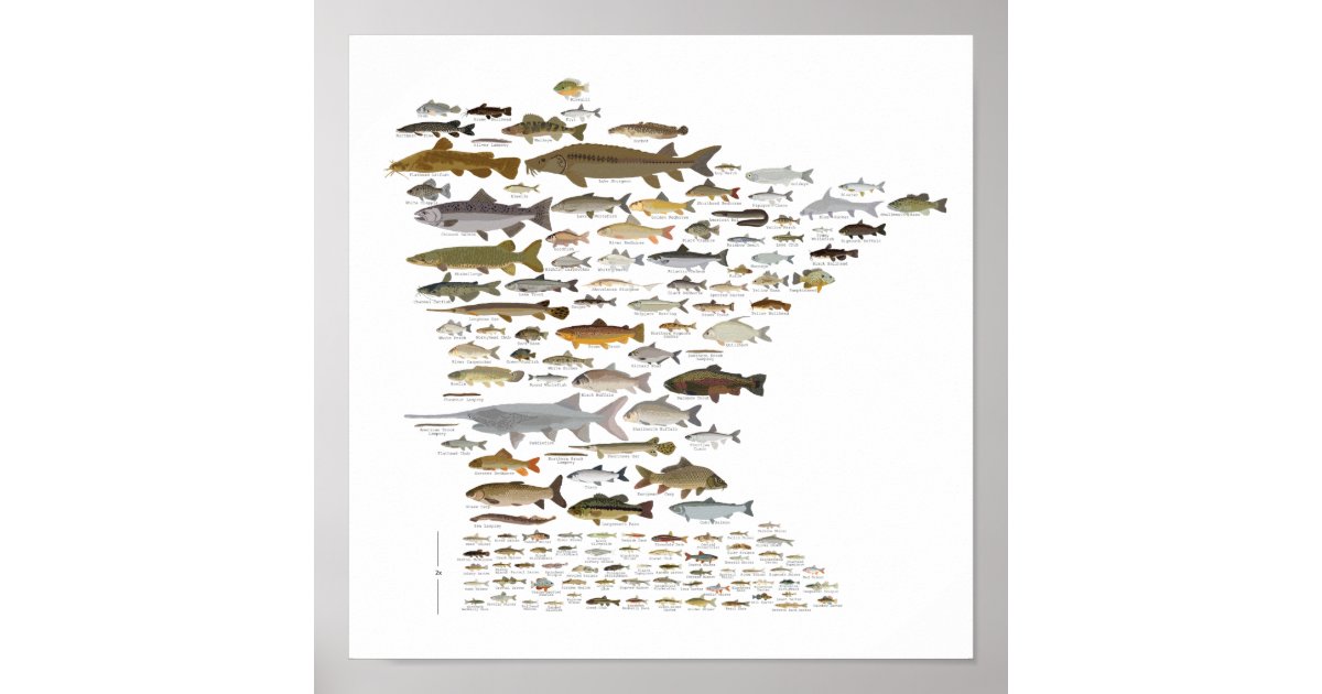 Fishes of Minnesota Poster | Zazzle