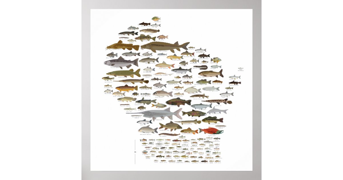 Fishes of Wisconsin Poster | Zazzle