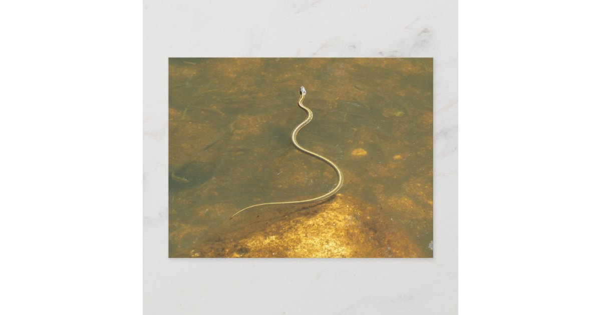 Fishing Garter Snake Postcard | Zazzle