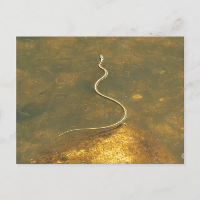 Fishing Garter Snake Postcard | Zazzle