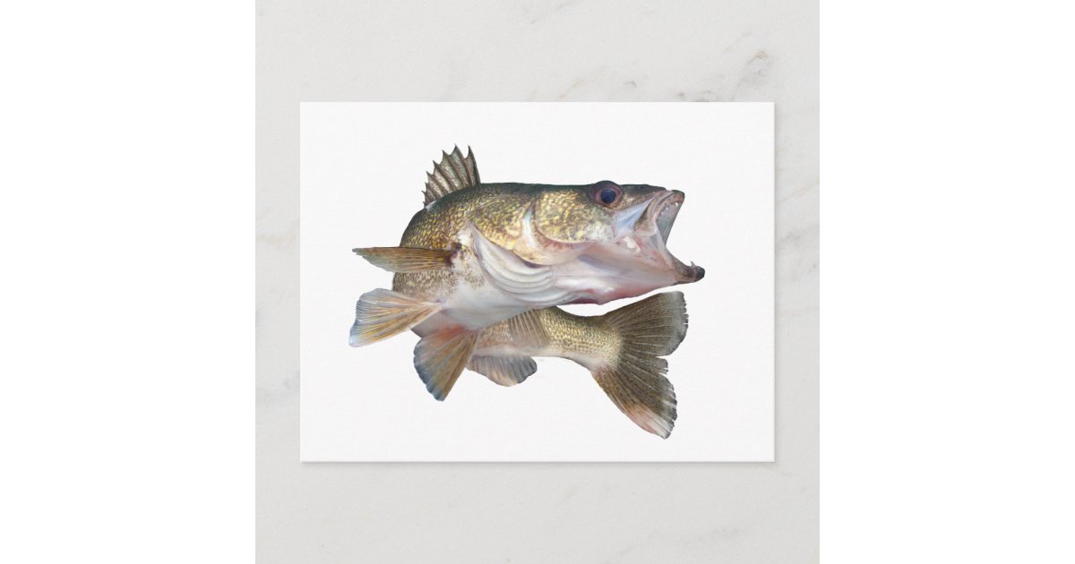 Fishing Walleye Postcard | Zazzle