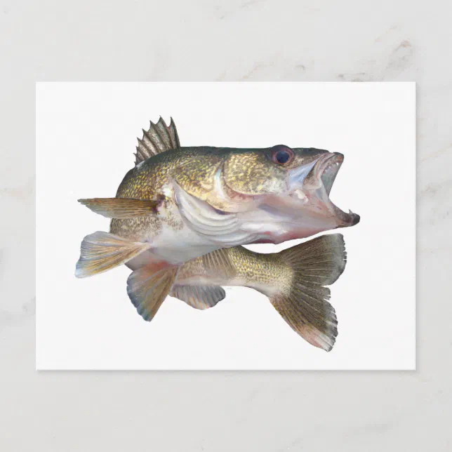 Fishing Walleye Postcard | Zazzle
