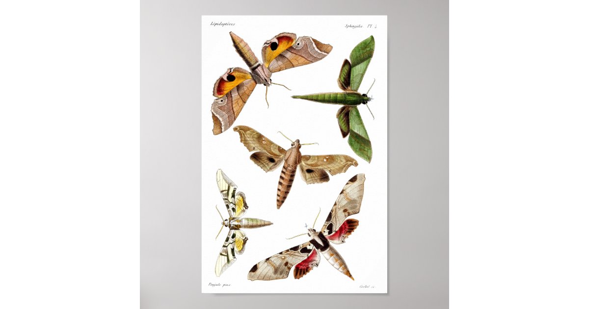 Five sphinx moths poster | Zazzle