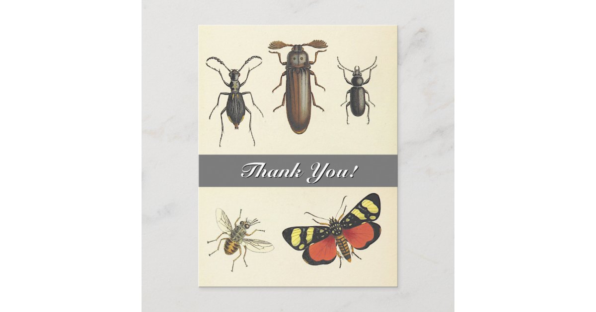 Five Vintage Look Insects "Thank You!" Postcard | Zazzle
