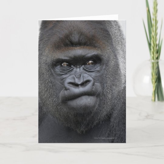 Flachlandgorilla, Gorilla gorilla, Card | Zazzle.com