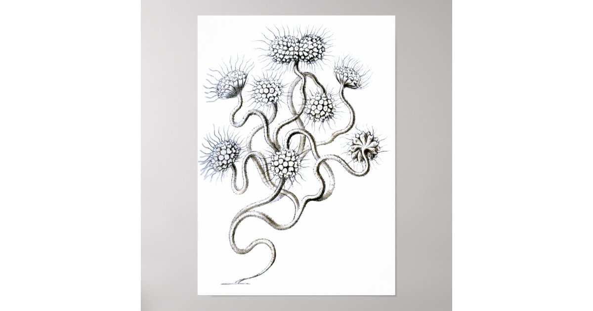 Flagellata, Ernst Haeckel Fine Art Poster | Zazzle