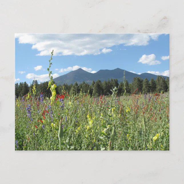 Flagstaff, AZ Postcard | Zazzle
