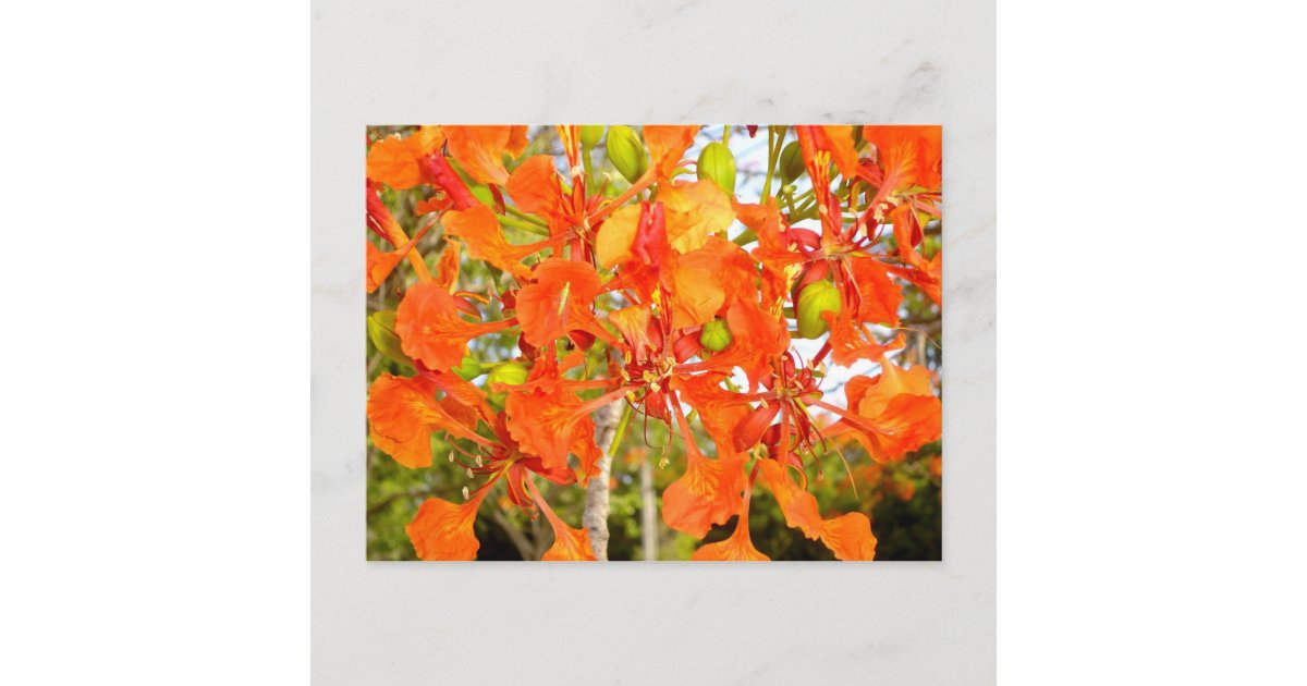 Flamboyan tree flowers (CloseUp) Postcard | Zazzle