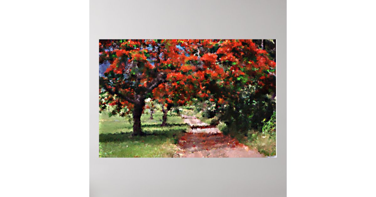 Flamboyan trees poster | Zazzle