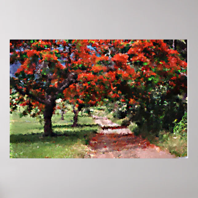 Flamboyan trees poster | Zazzle
