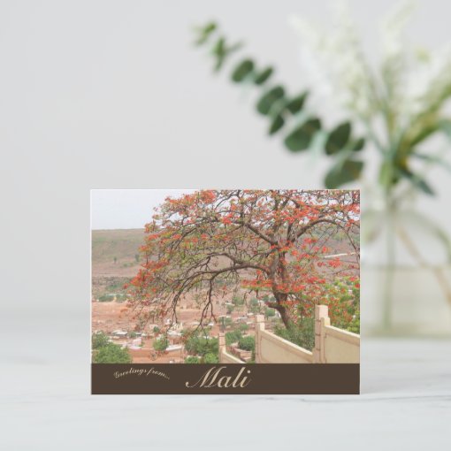 Flame Trees in Bamako Mali Postcard | Zazzle