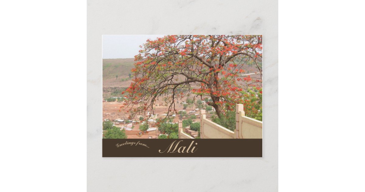 Flame Trees in Bamako Mali Postcard | Zazzle