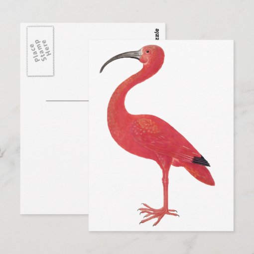 Flamingo - Fine Art Postcard | Zazzle