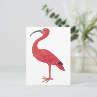 Flamingo - Fine Art Postcard | Zazzle
