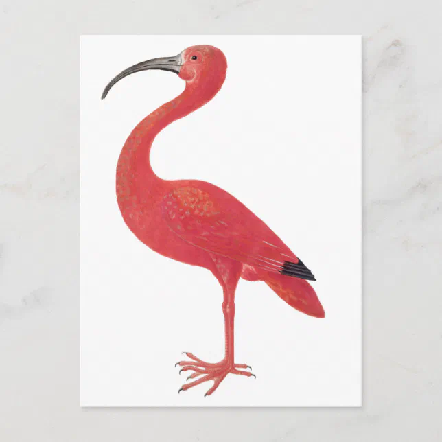 Flamingo - Fine Art Postcard | Zazzle