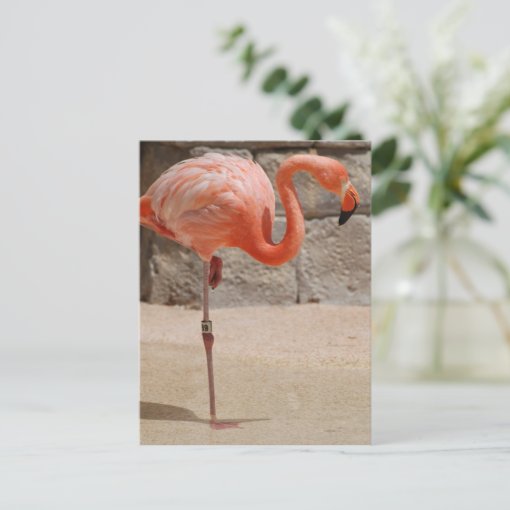 Flamingo Postcard | Zazzle