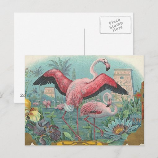 Flamingo Postcard | Zazzle