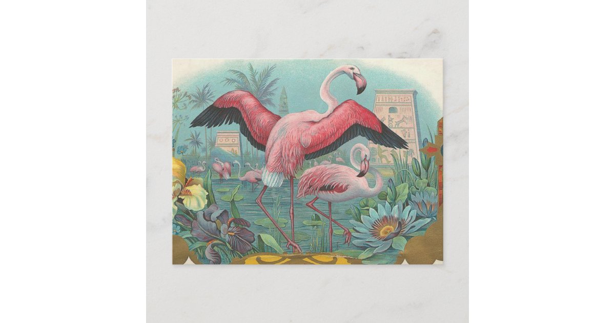 Flamingo Postcard | Zazzle