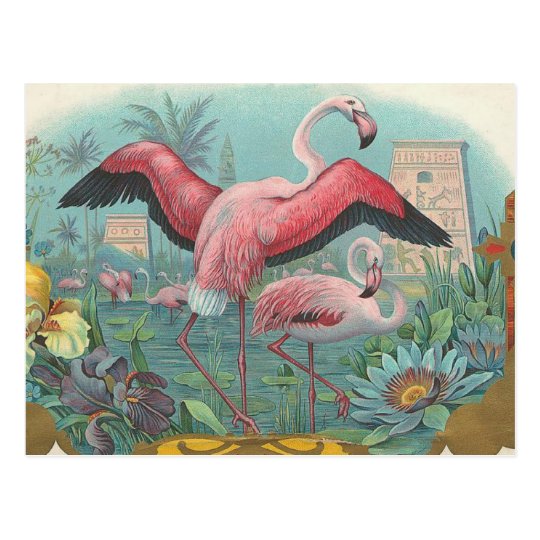 Flamingo Postcard | Zazzle.com