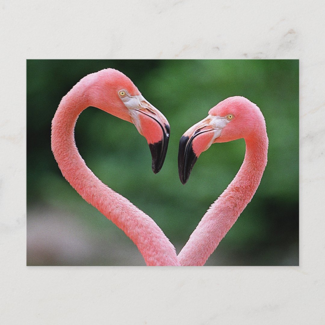 Flamingos postcard | Zazzle