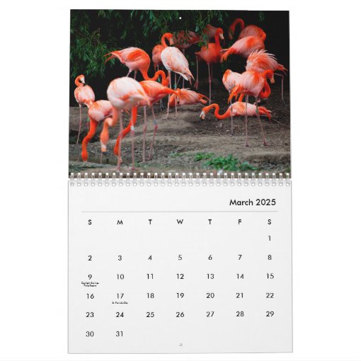 Flamingos Wall Calendar | Zazzle