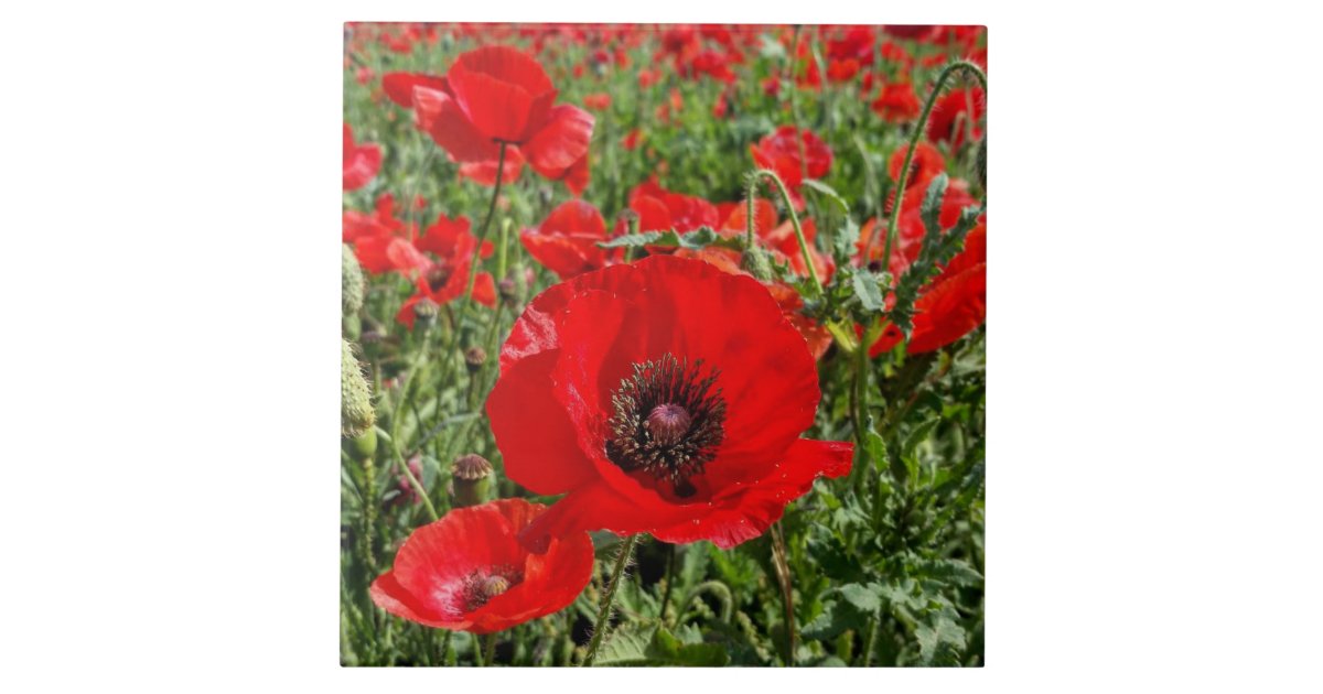 Flanders Poppy Ceramic Tile | Zazzle