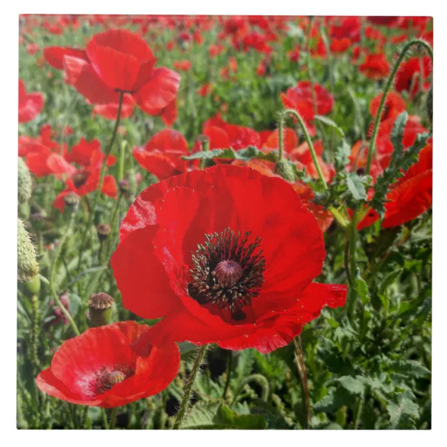 Flanders Poppy Ceramic Tile | Zazzle