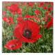 Flanders Poppy Ceramic Tile | Zazzle