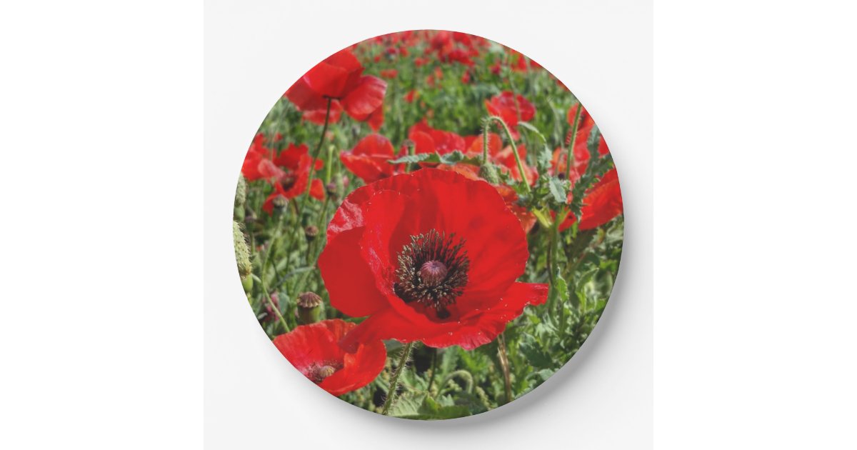Flanders Poppy Paper Plate | Zazzle
