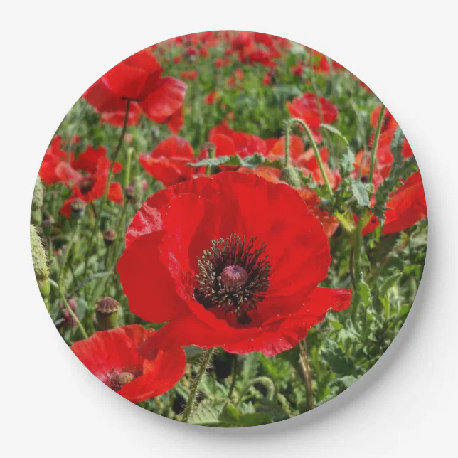Flanders Poppy Paper Plate | Zazzle